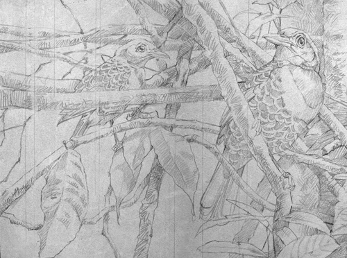 The Value of Grayscale Studies – Drawing The Motmot