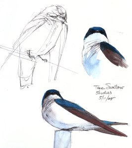 New England Sketchbook 2: Critters – Drawing The Motmot