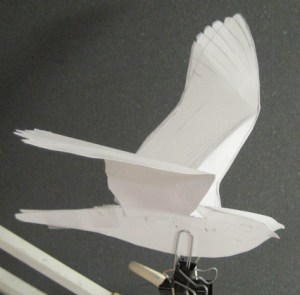 Drawing Birds From Paper Models – Drawing The Motmot