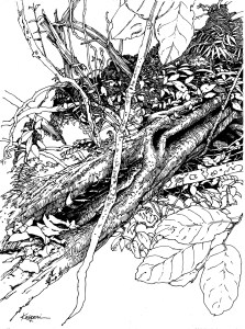 Plein Air Pen and Ink Drawings – Drawing The Motmot