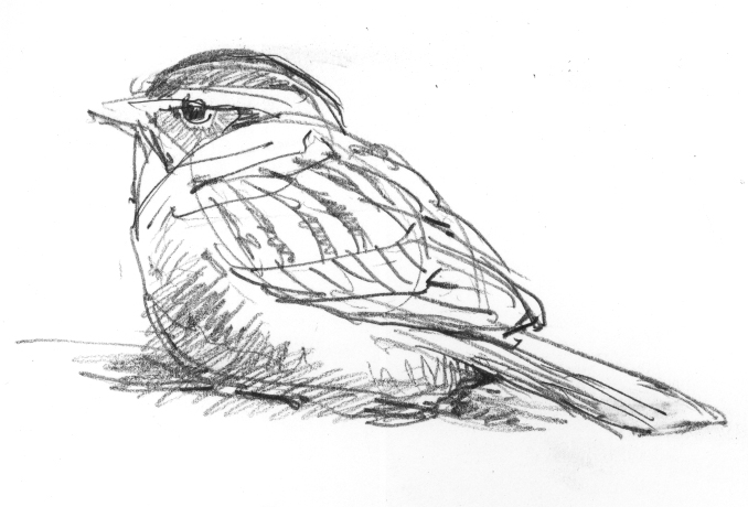North American Bird Sketches – Drawing The Motmot