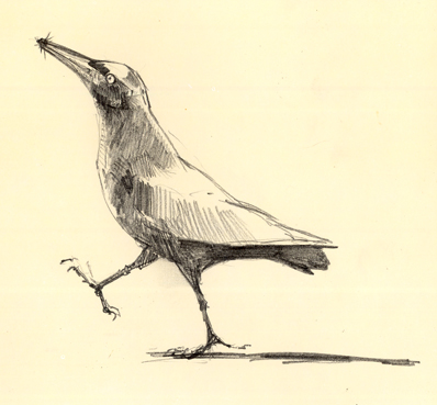 North American Bird Sketches – Drawing The Motmot