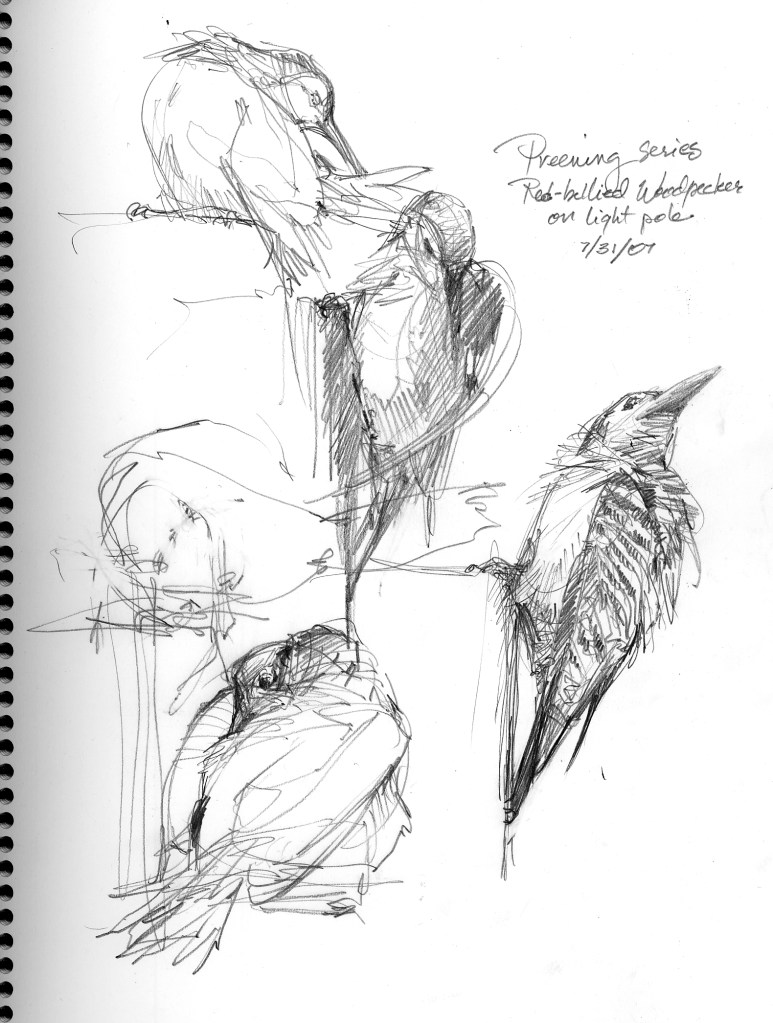 North American Bird Sketches – Drawing The Motmot