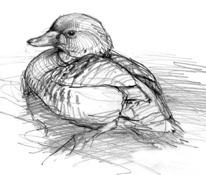 North American Bird Sketches – Drawing The Motmot