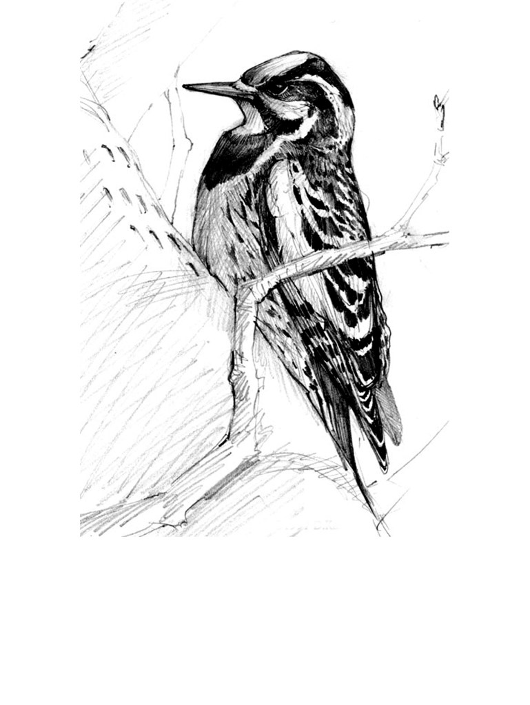 North American Bird Sketches – Drawing The Motmot