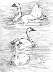 North American Bird Sketches – Drawing The Motmot