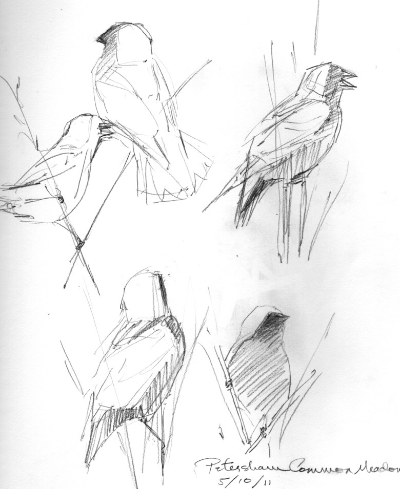 New England Sketchbook 2011 – Drawing The Motmot