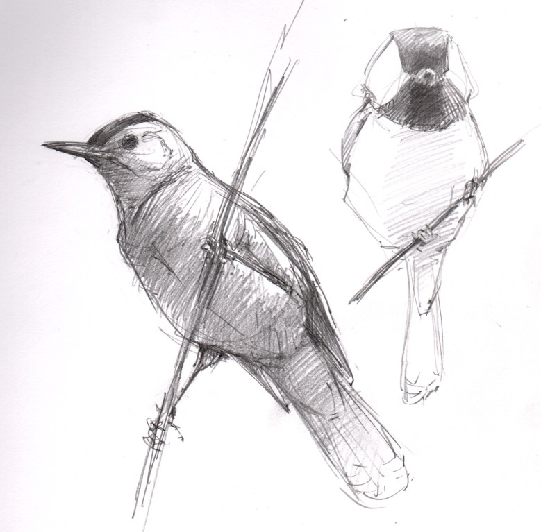 New England Sketchbook 2011 – Drawing The Motmot