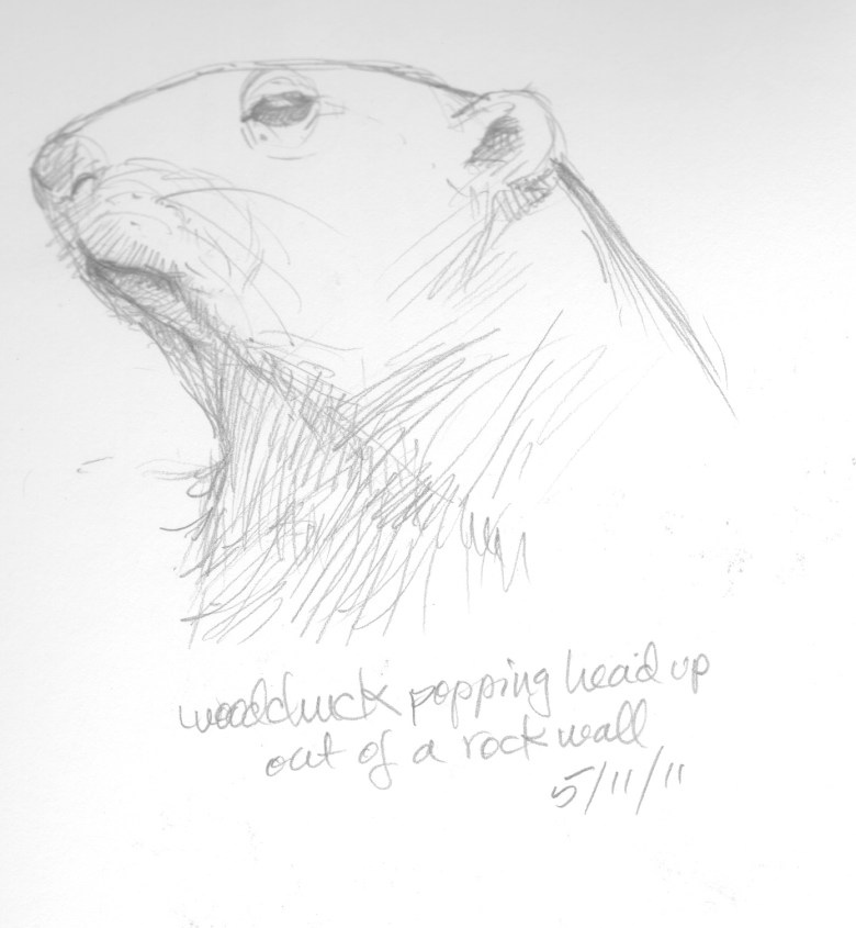 New England Sketchbook 2011 – Drawing The Motmot