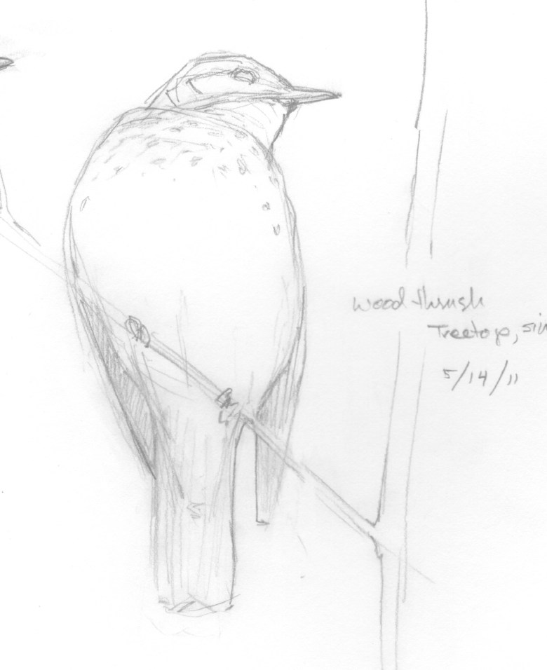 New England Sketchbook 2011 – Drawing The Motmot