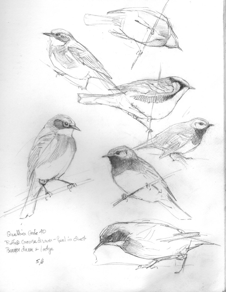 Just Warblers – Drawing The Motmot