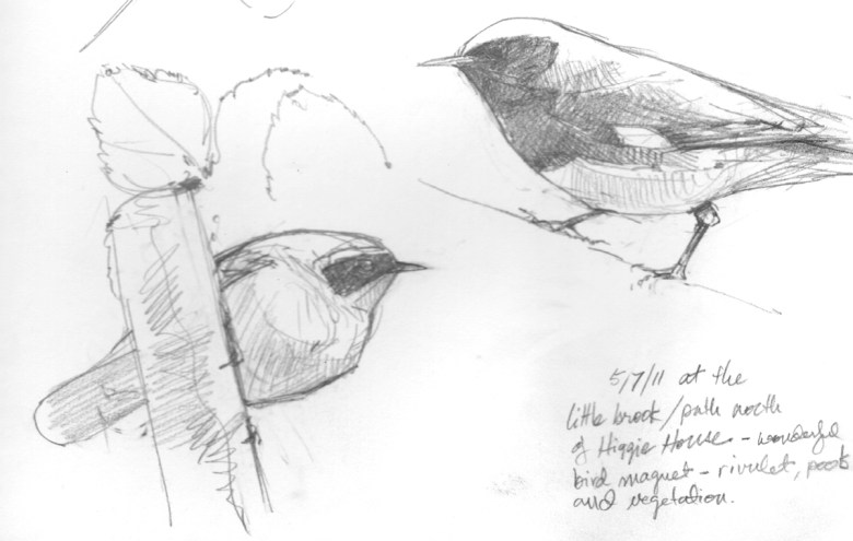 Just Warblers – Drawing The Motmot