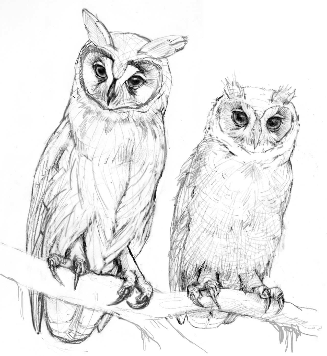 From a pile of old drawings – Drawing The Motmot