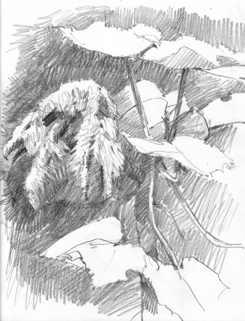 Panama/Barro Colorado Island Sketchbook 2013 – Drawing The Motmot