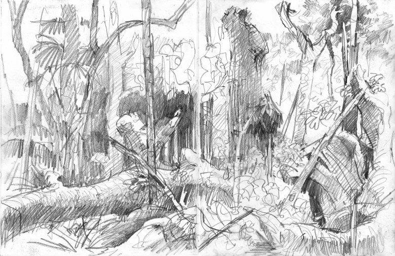 Giant Ceiba Tree Fall – Drawing The Motmot