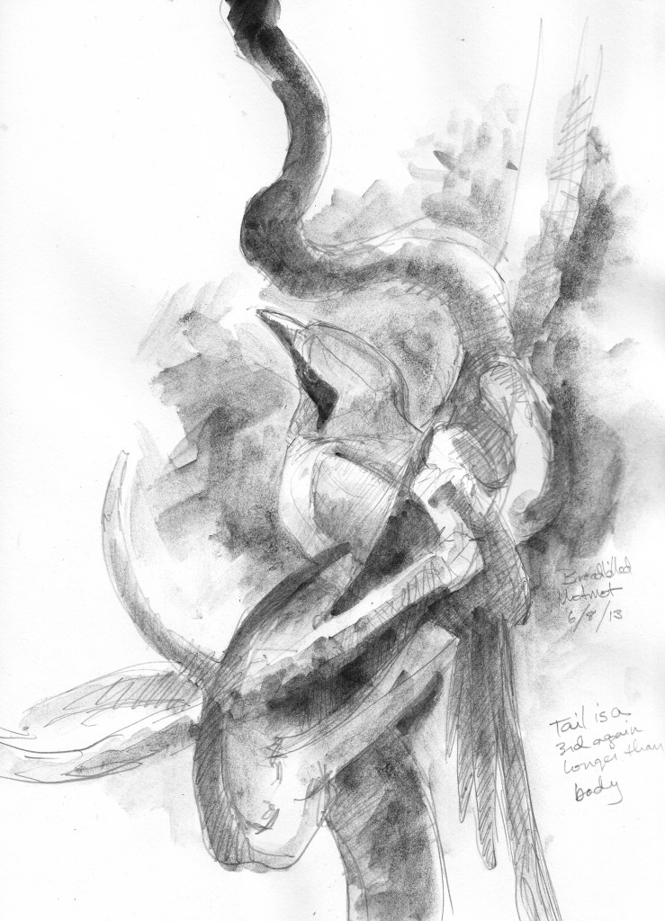 Panama/Barro Colorado Island Sketchbook 2013 – Drawing The Motmot