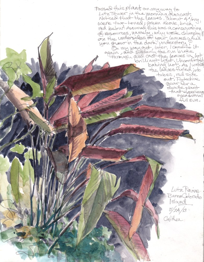 Panama/Barro Colorado Island Sketchbook 2013 – Drawing The Motmot