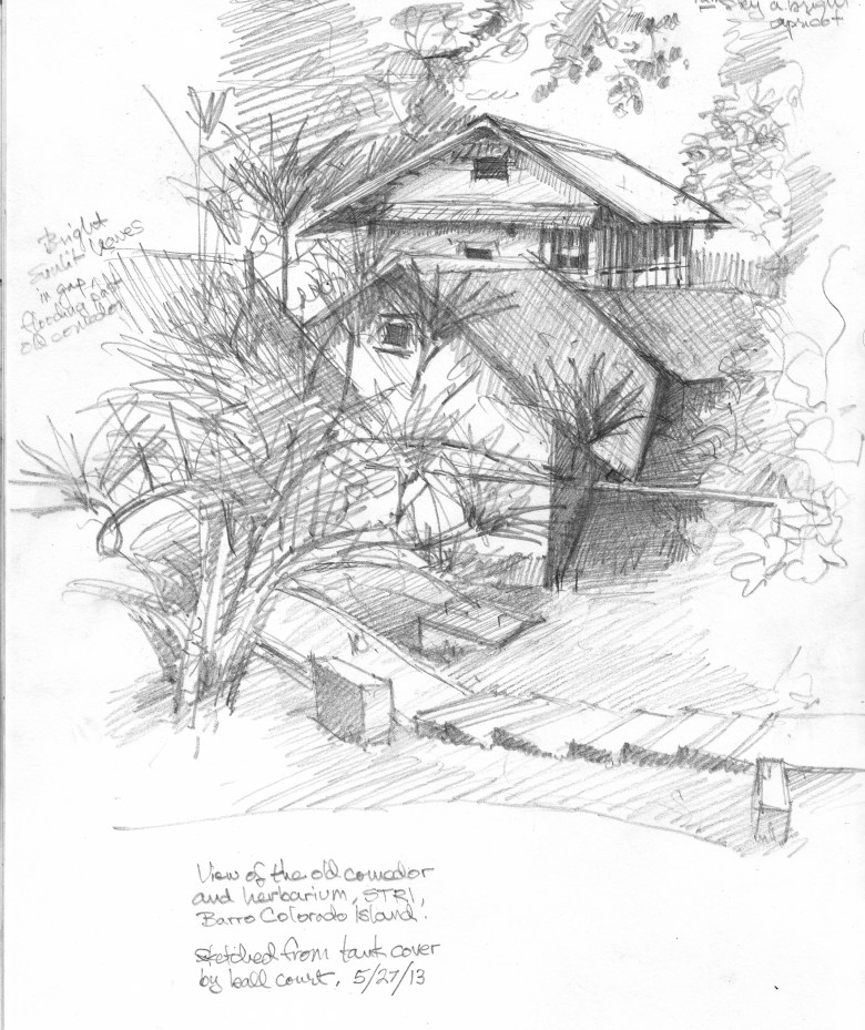 Panama/Barro Colorado Island Sketchbook 2013 – Drawing The Motmot