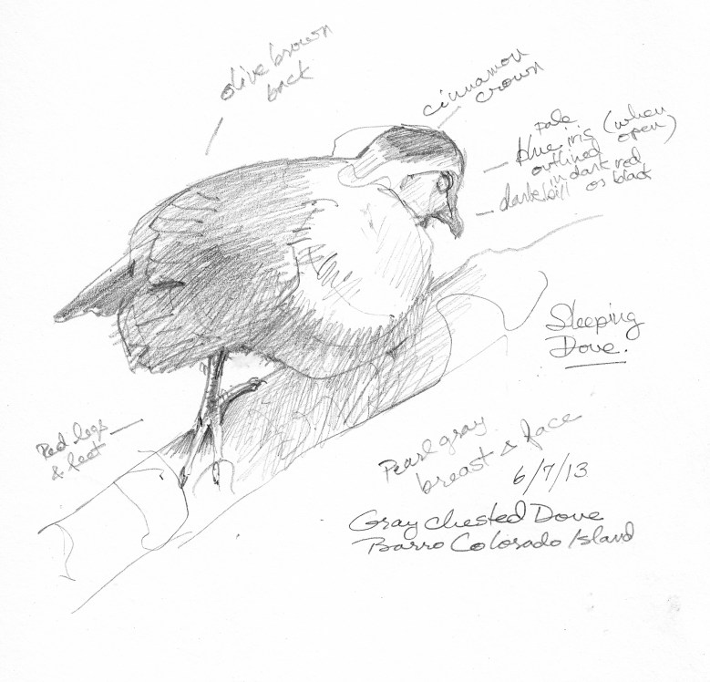 Panama/Barro Colorado Island Sketchbook 2013 – Drawing The Motmot