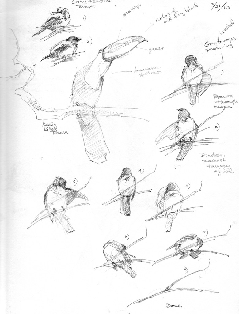 Panama/Barro Colorado Island Sketchbook 2013 – Drawing The Motmot