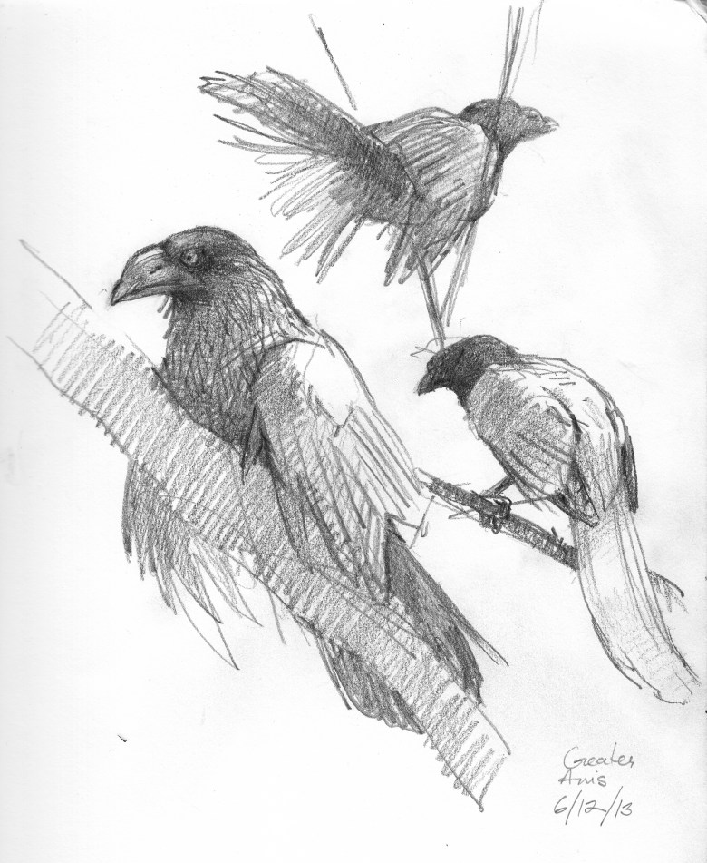 Panama/Barro Colorado Island Sketchbook 2013 – Drawing The Motmot