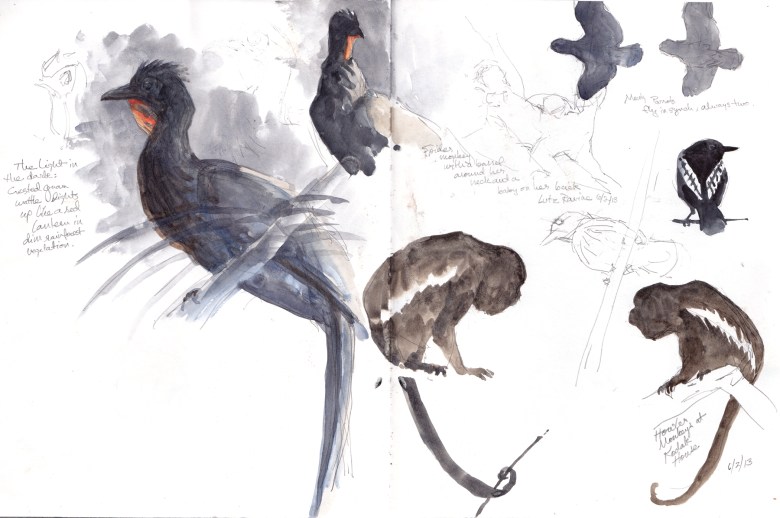 Panama/Barro Colorado Island Sketchbook 2013 – Drawing The Motmot