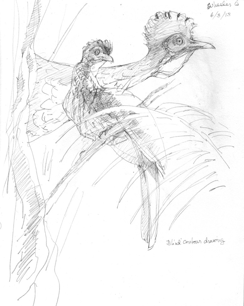 Panama/Barro Colorado Island Sketchbook 2013 – Drawing The Motmot