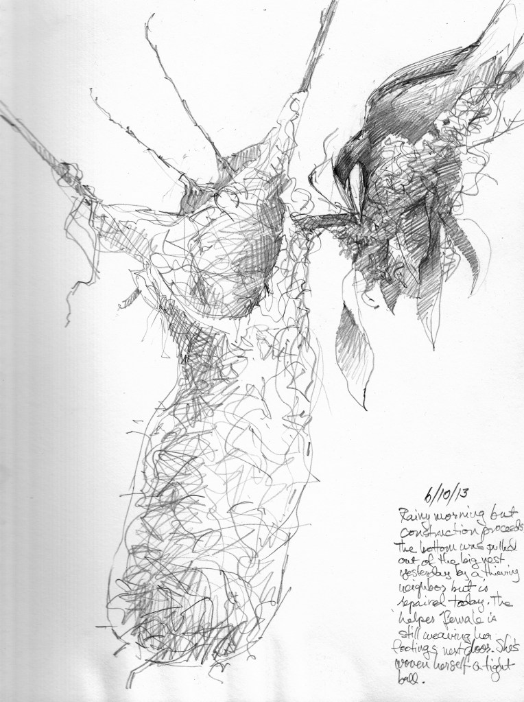 Panama/Barro Colorado Island Sketchbook 2013 – Drawing The Motmot