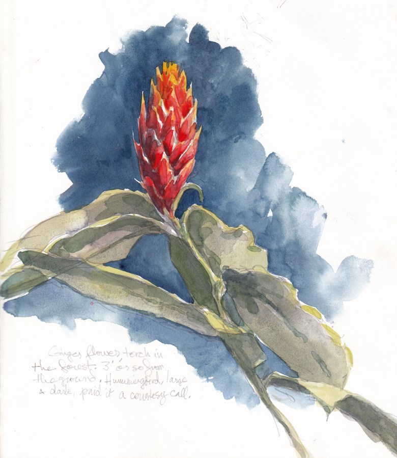 Panama/Barro Colorado Island Sketchbook 2013 – Drawing The Motmot