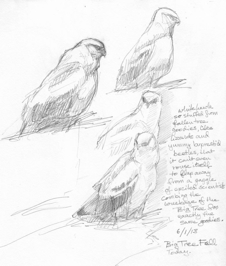 Panama/Barro Colorado Island Sketchbook 2013 – Drawing The Motmot