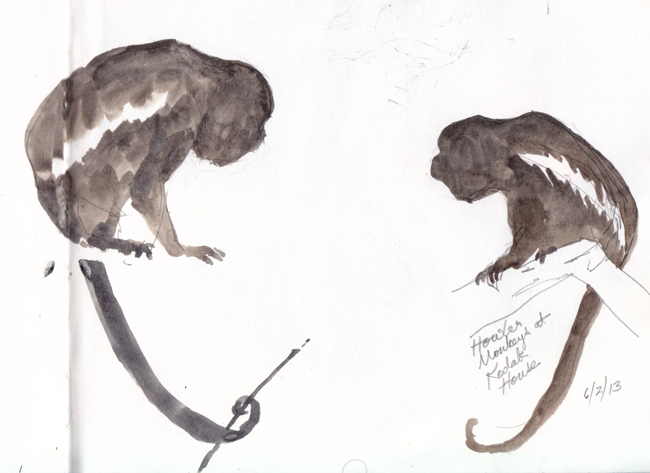 Listen to a Howler Monkey – Drawing The Motmot