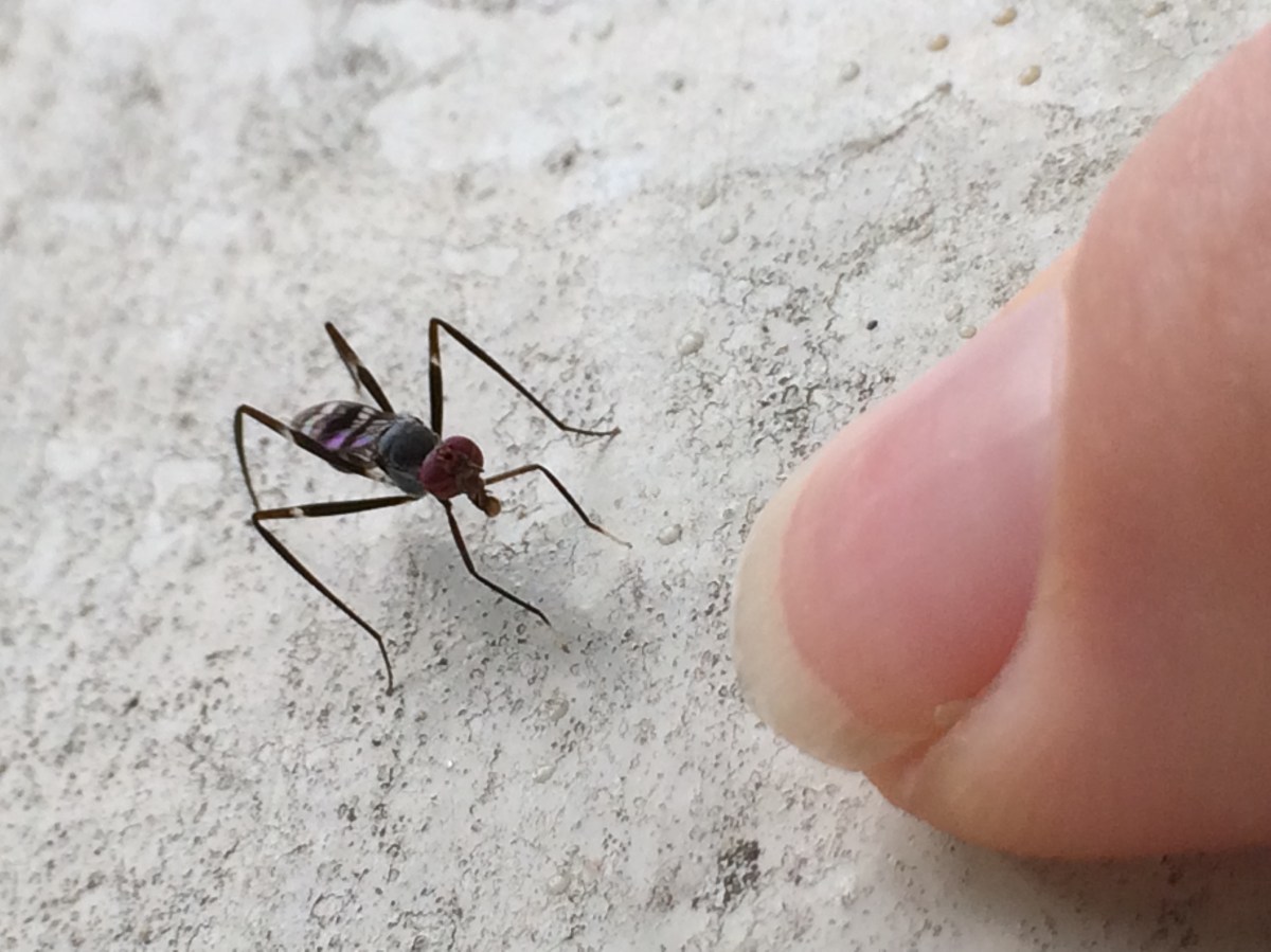 This Fly Makes Its Own Candy – Drawing The Motmot