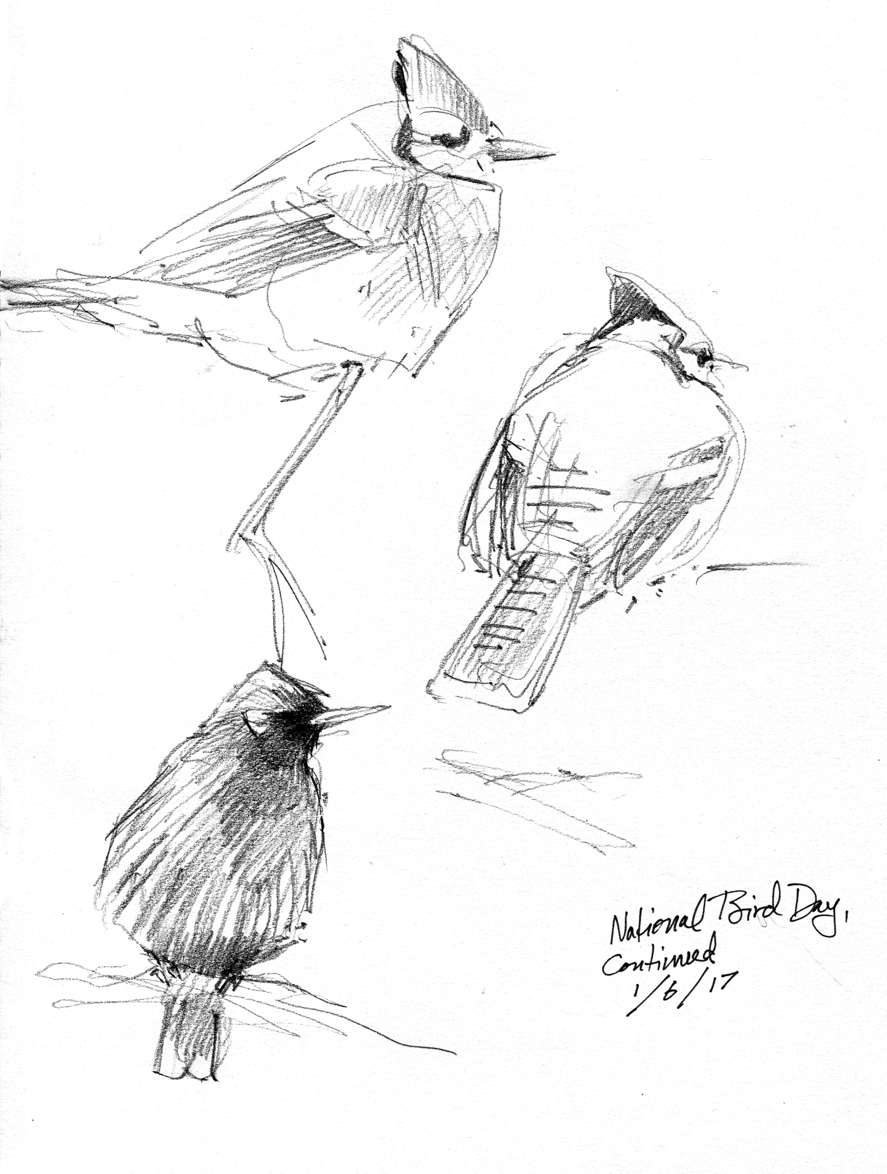 Perched on a Page: Solo Show – Drawing The Motmot