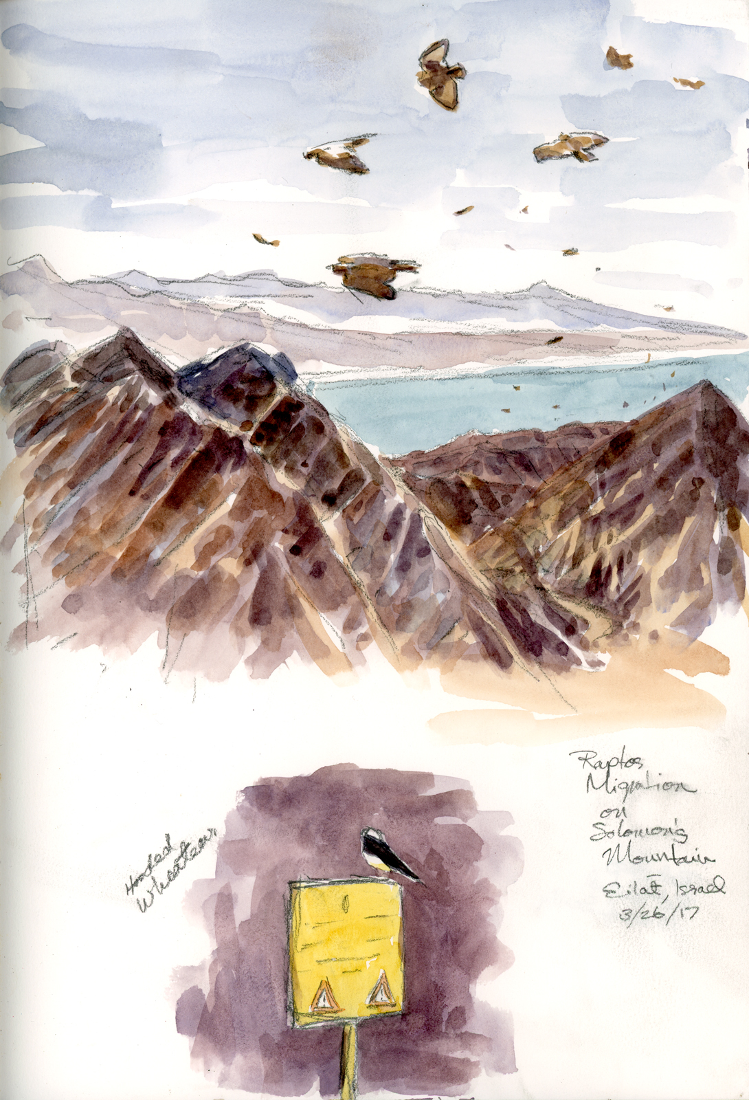 The Dead Sea Project – Drawing The Motmot