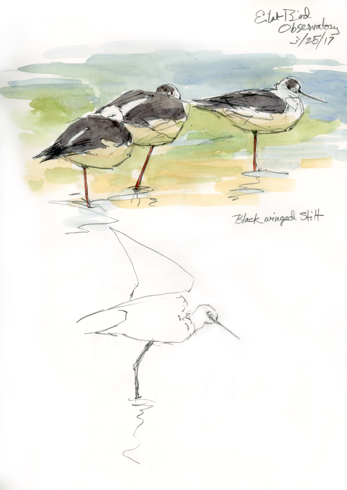 The Dead Sea Project – Drawing The Motmot