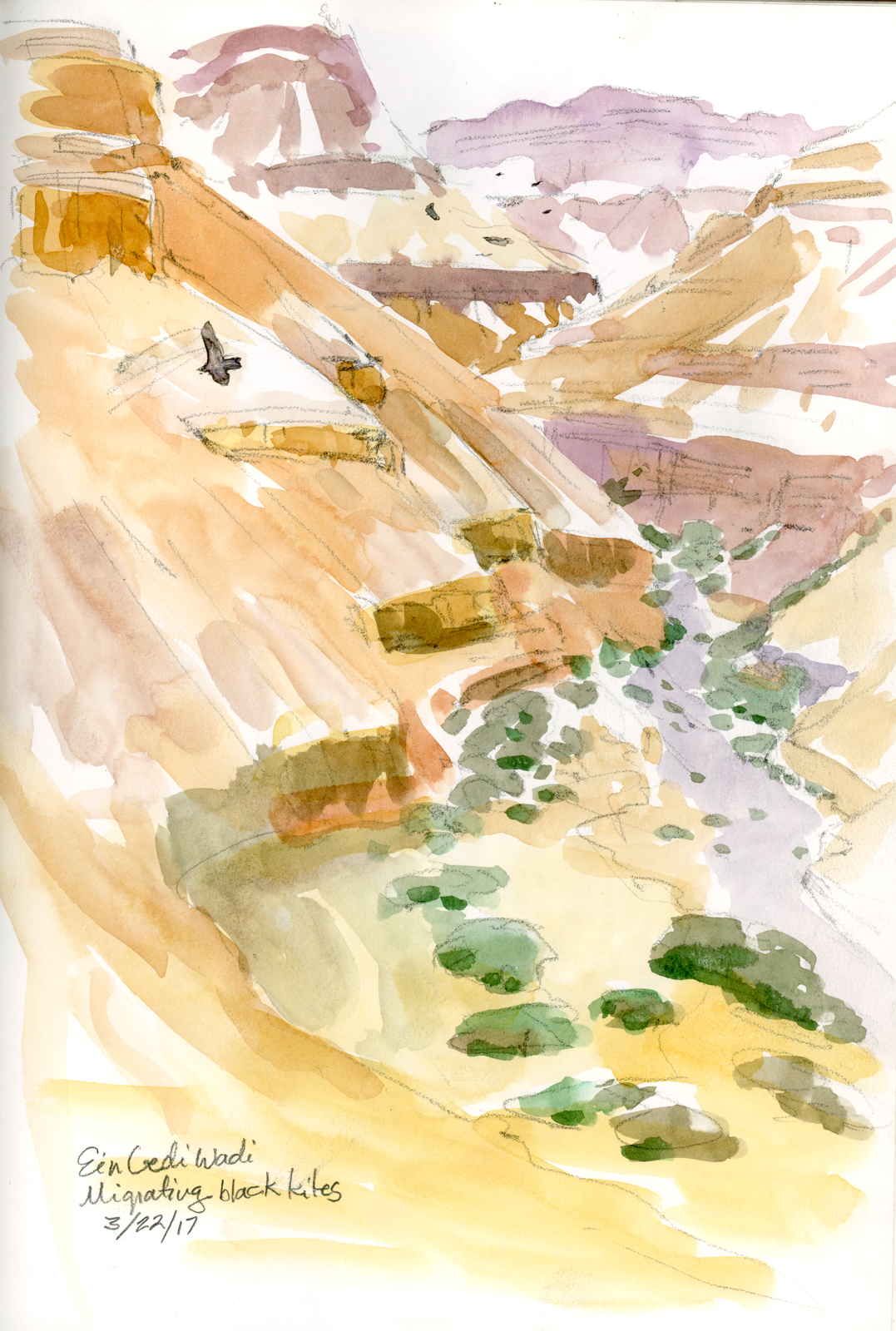 The Dead Sea Project – Drawing The Motmot