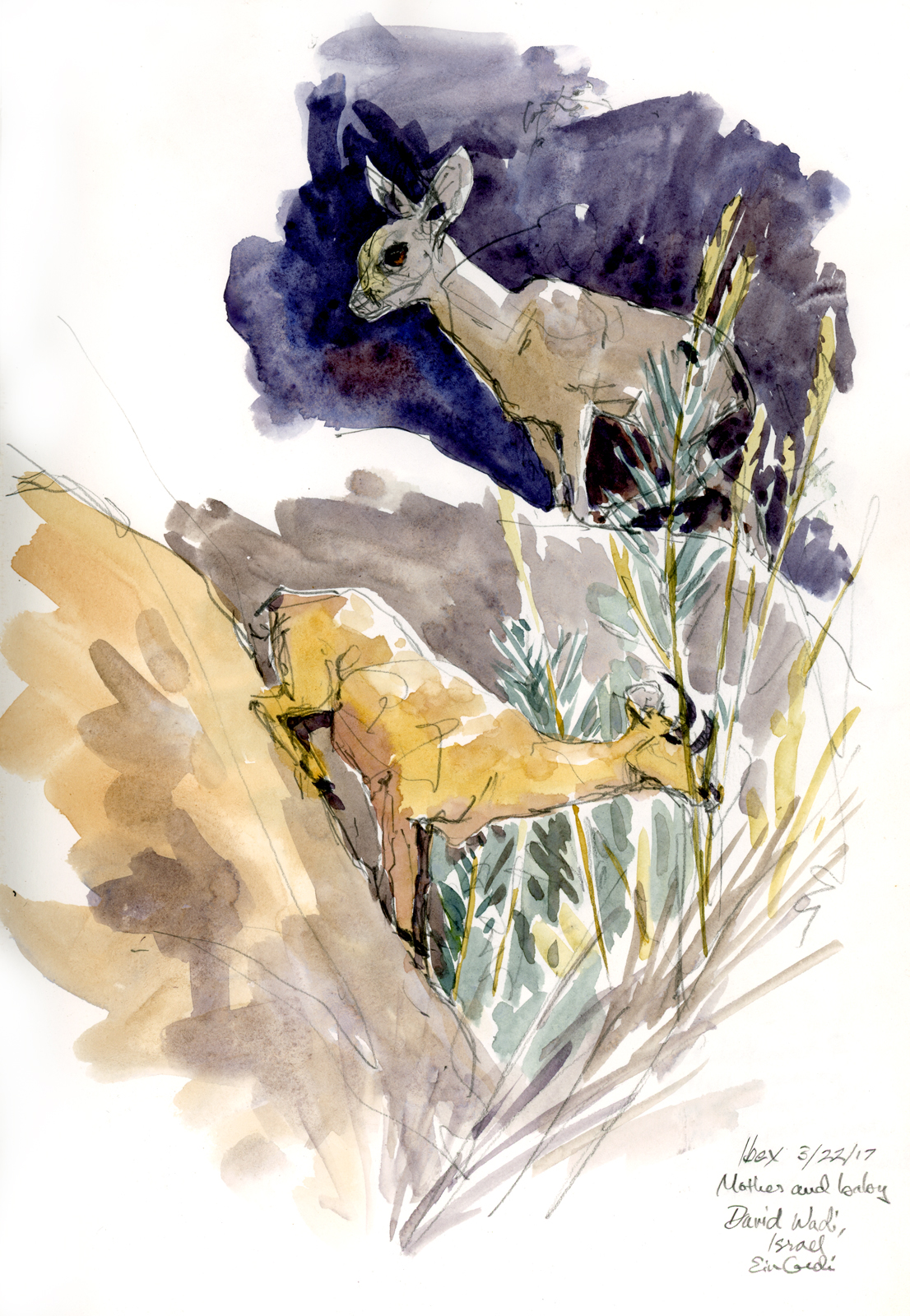 The Dead Sea Project – Drawing The Motmot