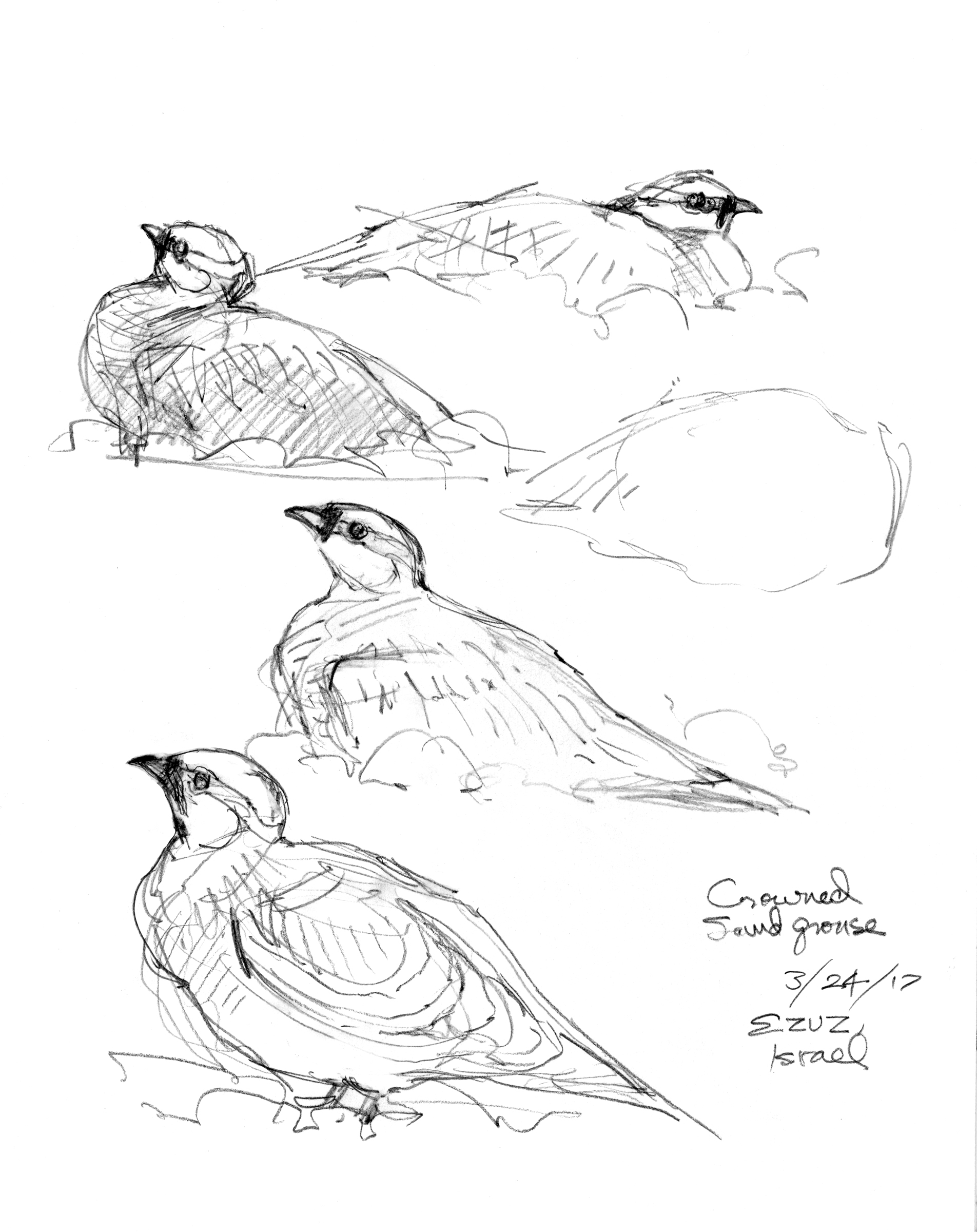 The Dead Sea Project – Drawing The Motmot
