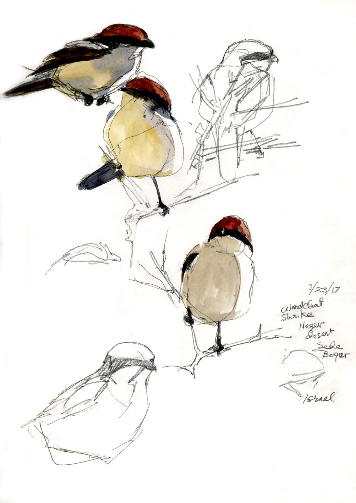 The Dead Sea Project – Drawing The Motmot