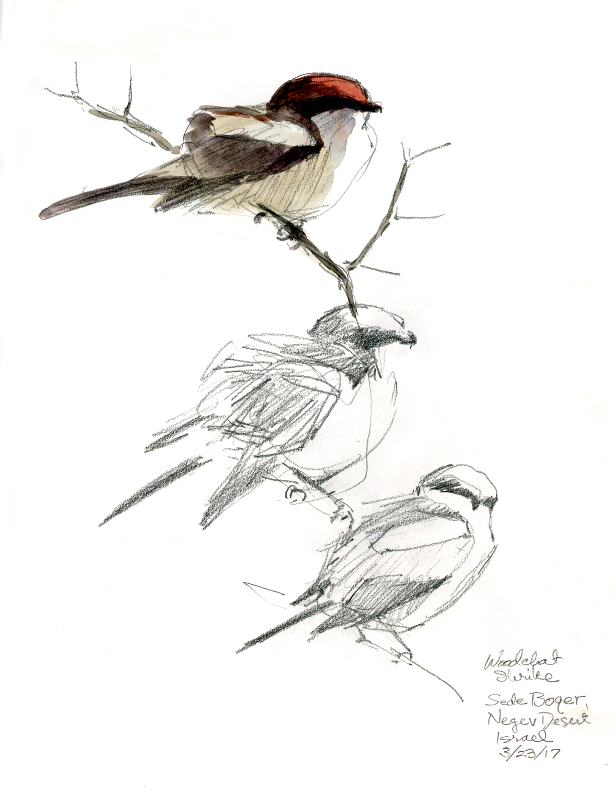 The Dead Sea Project – Drawing The Motmot