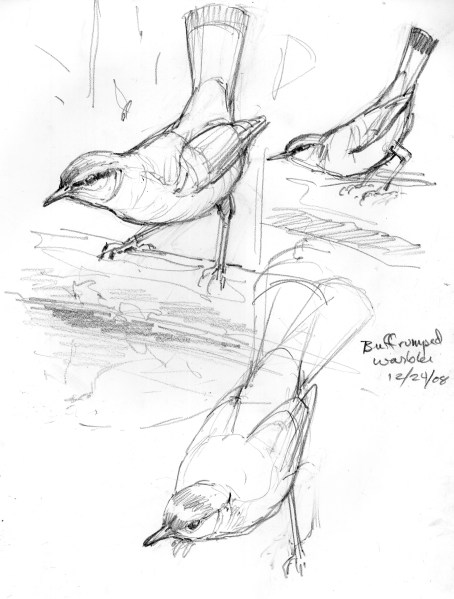 Buffrumpedw – Drawing The Motmot