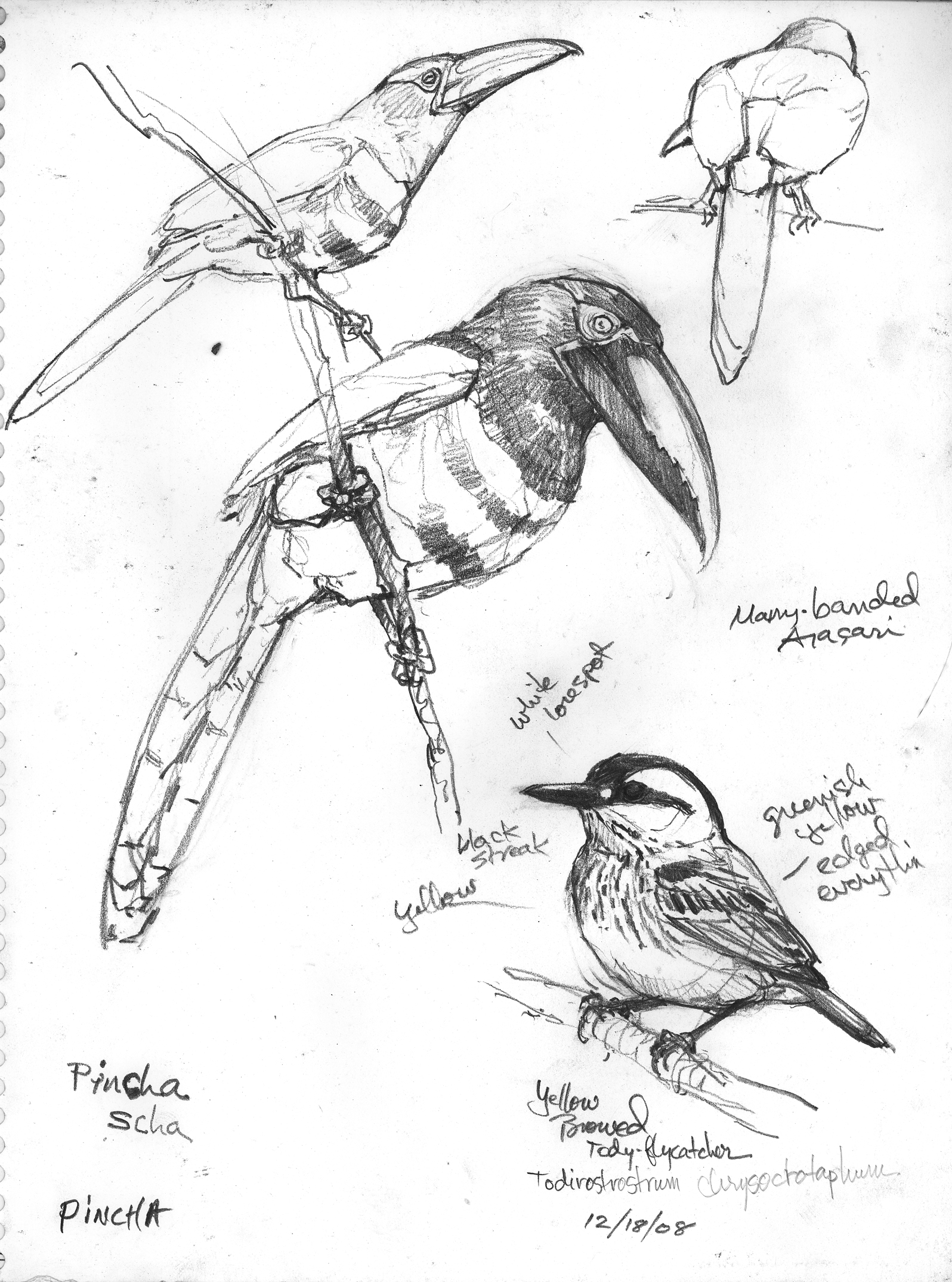 Amazon Sketchbook 2008-9 – Drawing The Motmot