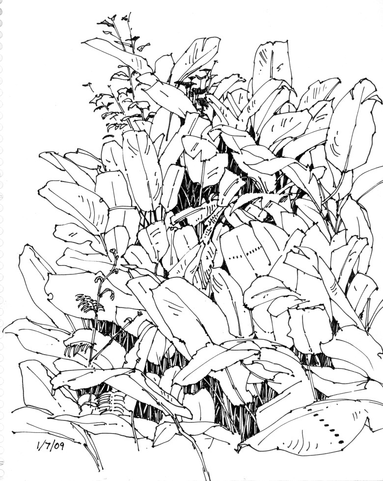 Amazon Sketchbook 2008-9 – Drawing The Motmot