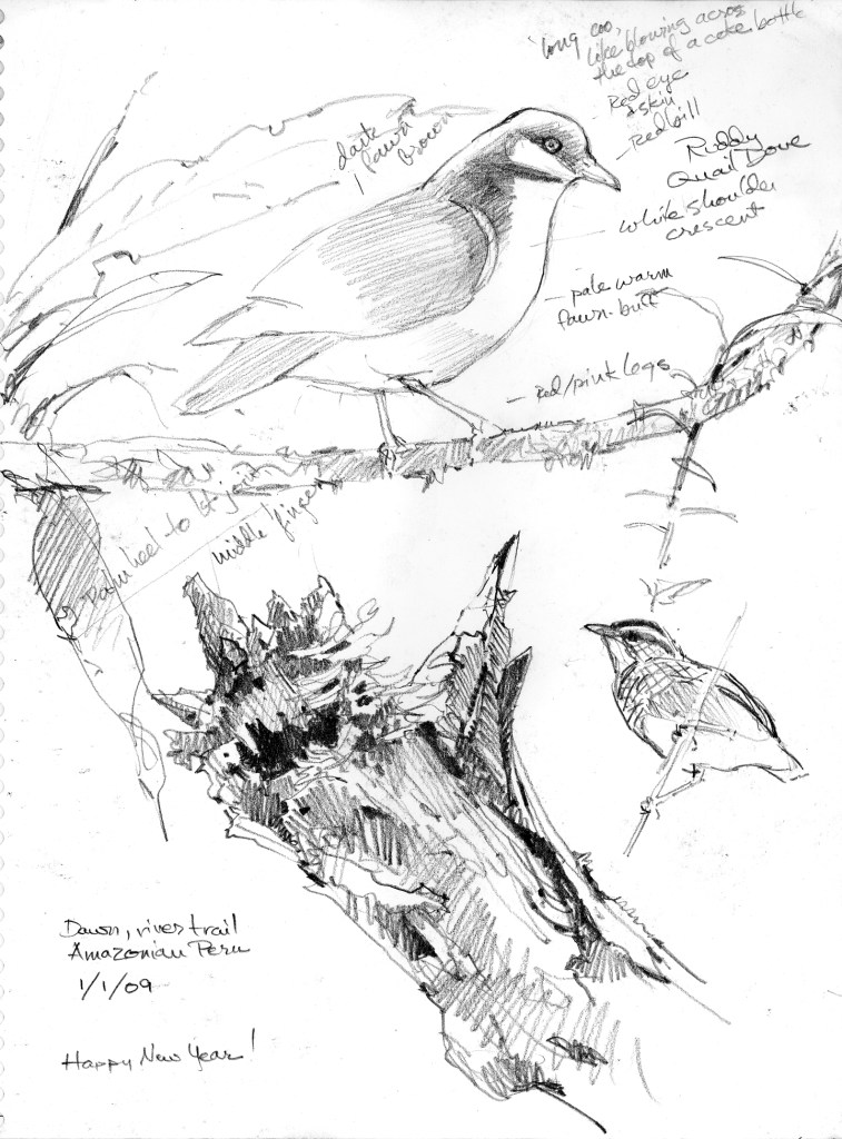 RuddyQuailDove – Drawing The Motmot